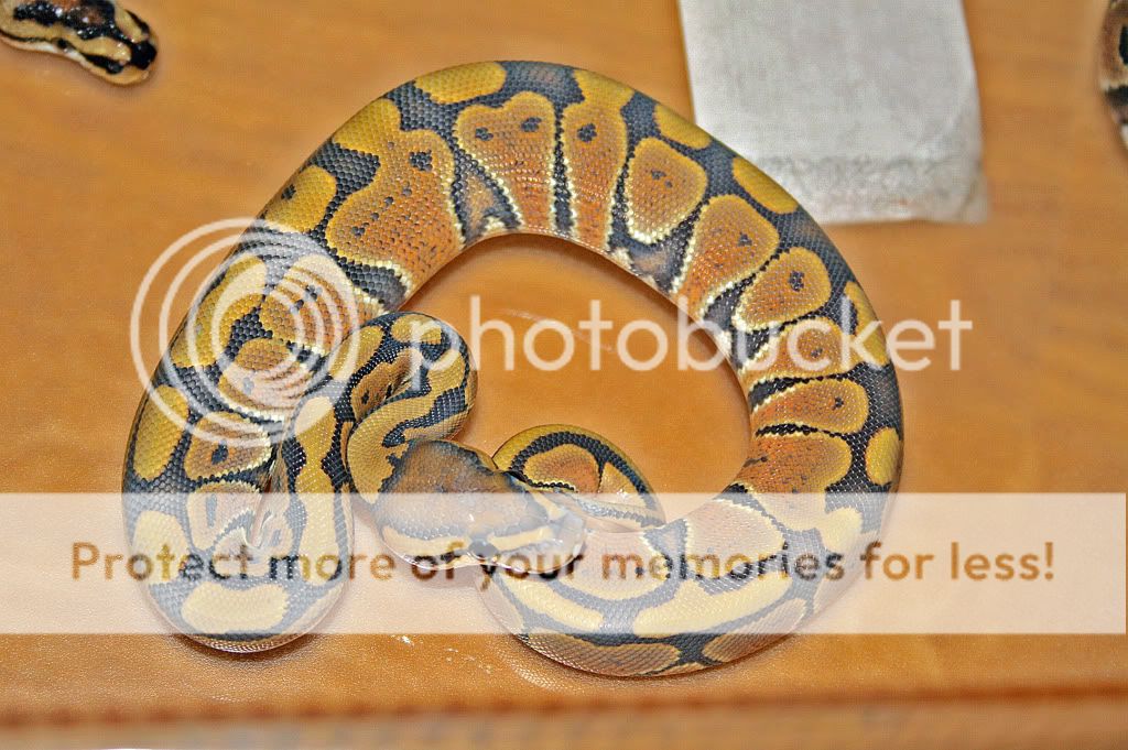 Snake Gang | Reptile Forums