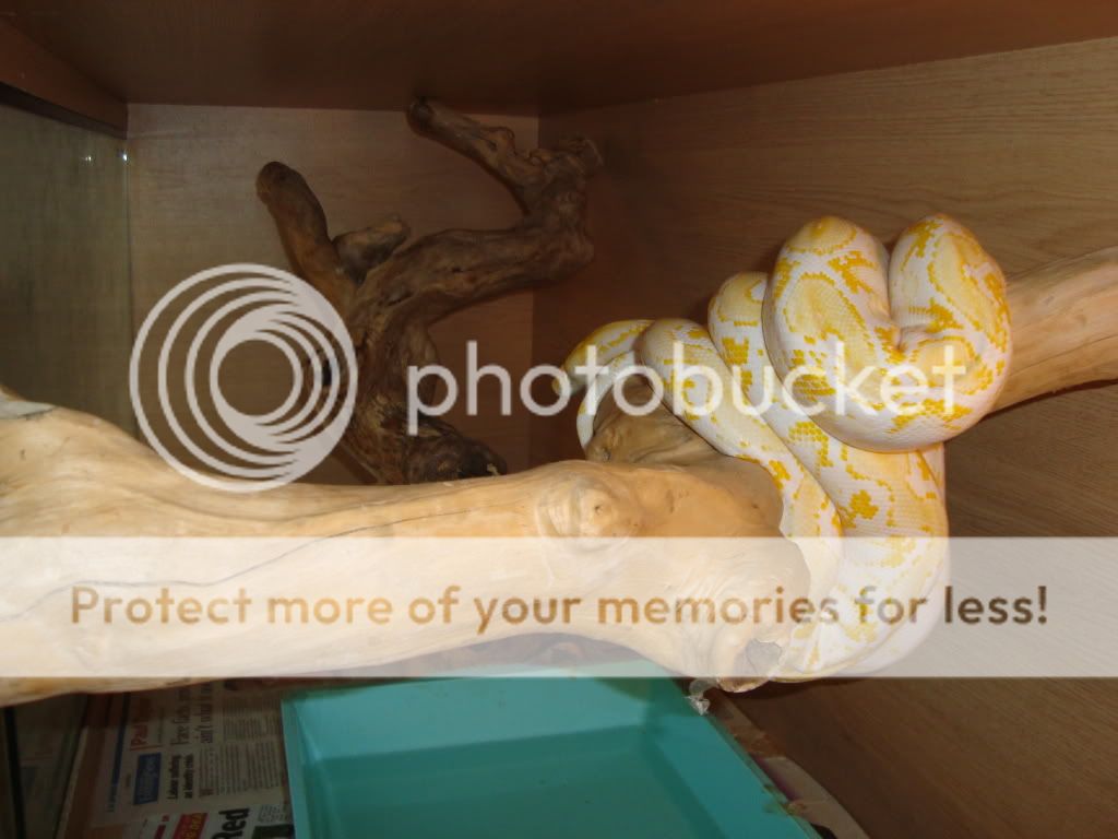 white phase retic | Reptile Forums