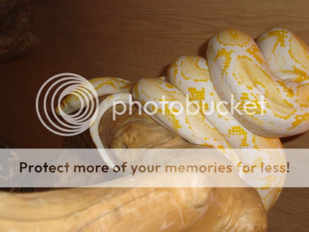 white phase retic | Reptile Forums