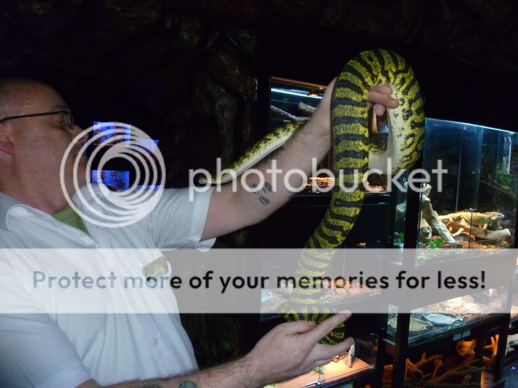 07 male carpondro stunning big chunky snake | Reptile Forums