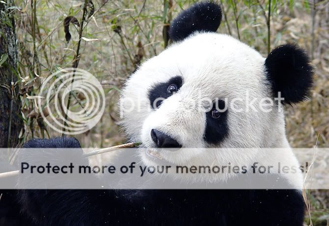 Wild at Heart: Life through the eyes of panda