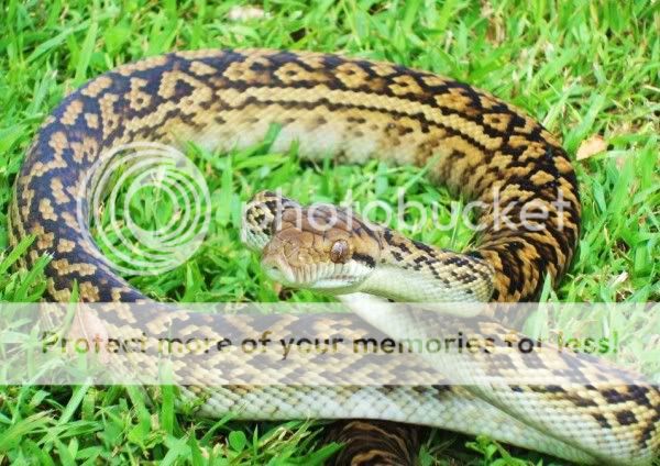 Scrub Pythons | Page 3 | Aussie Pythons & Snakes Forum