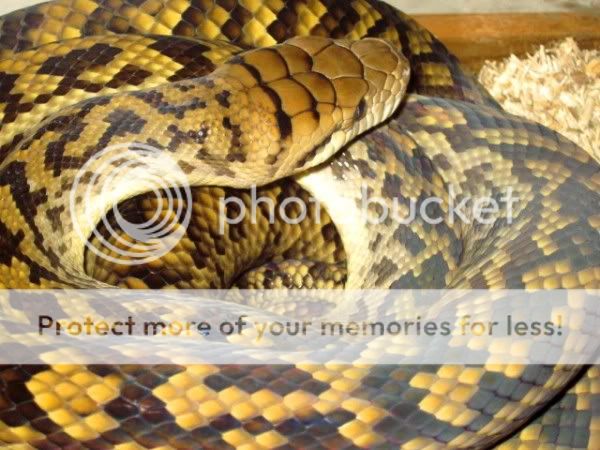 Scrub Pythons | Page 3 | Aussie Pythons & Snakes Forum